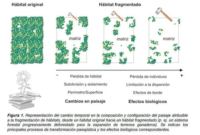 ¿Qué es la Fragmentación de Hábitats? Causas y Consecuencias
