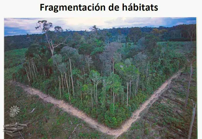 ¿Qué es la Fragmentación de Hábitats? Causas y Consecuencias