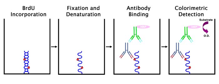 Morfogénesis de adenovirus: estudio sobre su localización en la célula