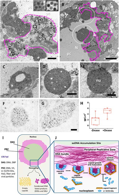 Morfogénesis de adenovirus: estudio sobre su localización en la célula