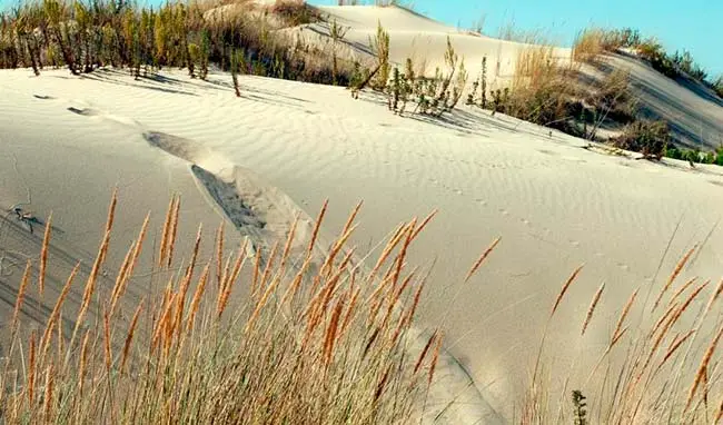 SISTEMAS DUNARES, sus riesgos y su restauración
