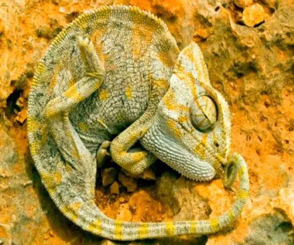 Qué es camuflaje y mimetismo animal. Fotos y nombres de animales camuflados