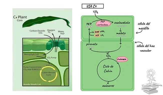 Respuesta Invertida de las Plantas C3 vs C4 frente al CO2 elevado 😮