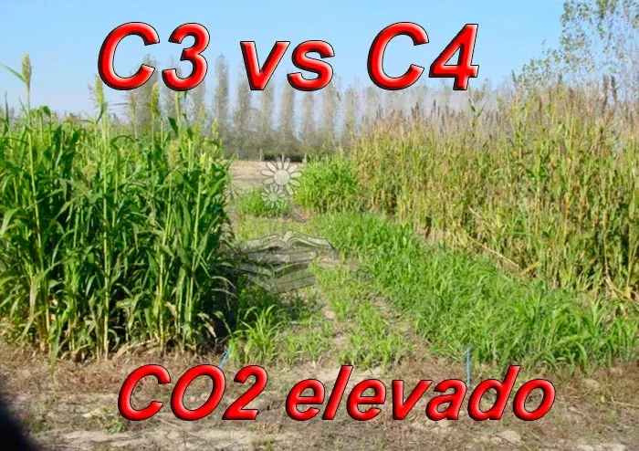 Respuesta Invertida de las Plantas C3 vs C4 frente al CO2 elevado 😮