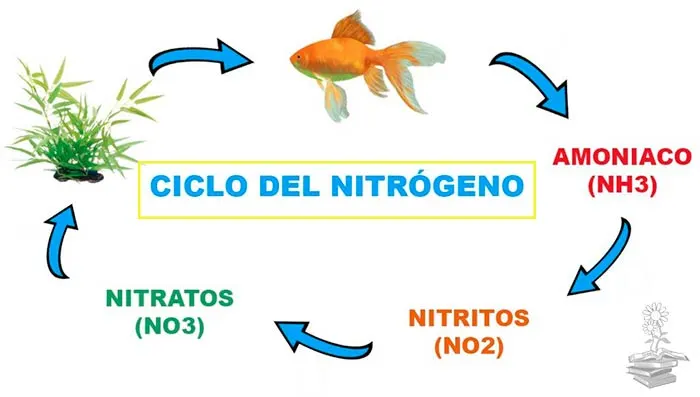 El Ciclo Biogeoquímico del Nitrógeno o Ciclo del Nitrógeno: Explicación