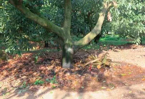 Cómo cultivar aguacate en casa. Guía completa sobre el cultivo de aguacate