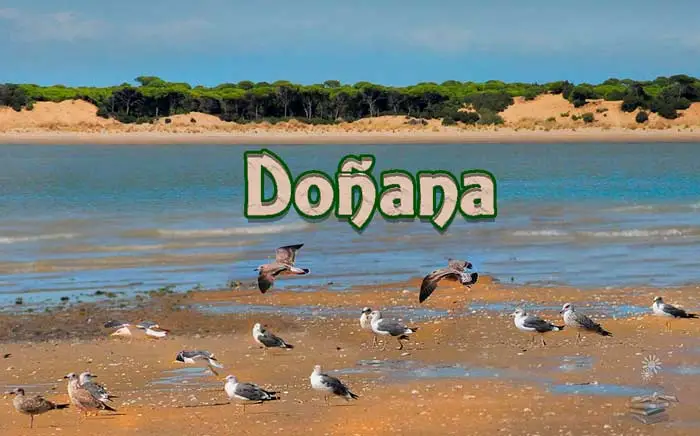 Parque Nacional de Doñana: cómo es, dónde está y cómo se visita 🏞️