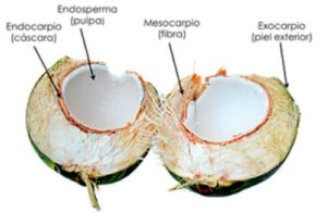 Endocarpio de coco recurso renovable para el diseño de materiales verdes