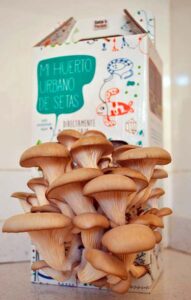 Cultivo de setas en casa. Cómo cultivar setas comestibles 🍄🌱