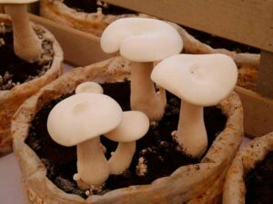 Cultivo de setas en casa. Cómo cultivar setas comestibles 🍄🌱