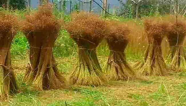 ¿Cuáles son las fibras naturales textiles o tejidos naturales? Tipos ...