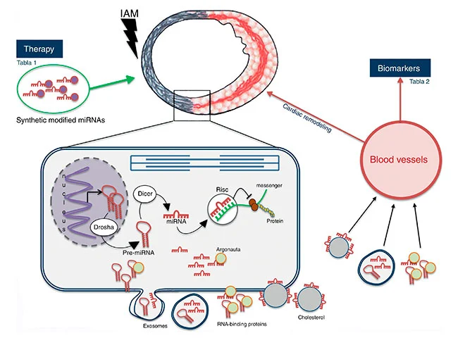 MicroARN, MicroRNA o Mi-ARN: qué son, cómo se forman, qué hacen y qué ...