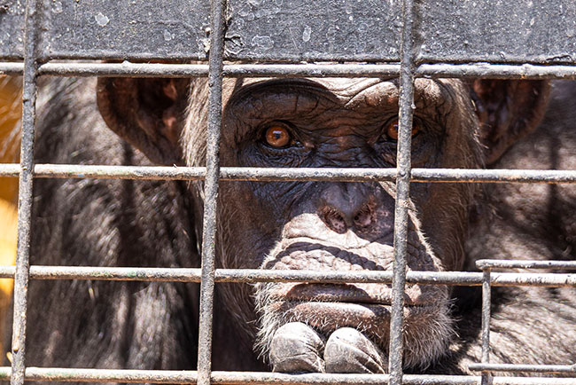 La 'ley Jane Goodall', la primera norma del mundo que protegerá los ...